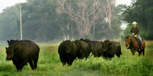 Hall of Fame | Cattle Feeders Hall of Fame