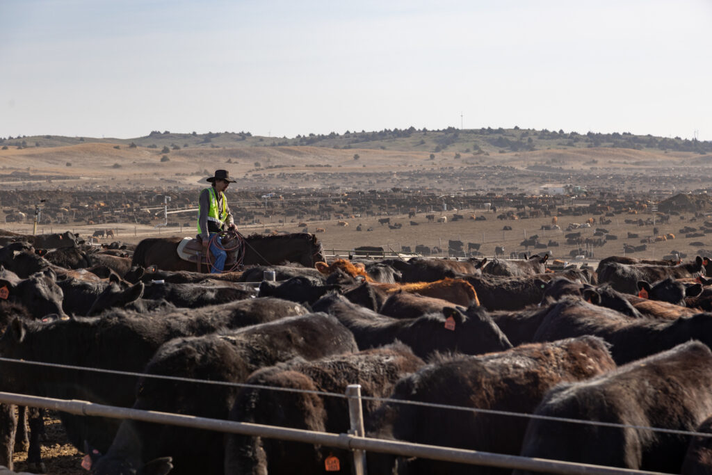 Adams Land & Cattle | Cattle Feeders Hall of Fame