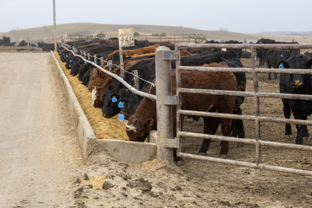 Adams Land & Cattle | Cattle Feeders Hall of Fame