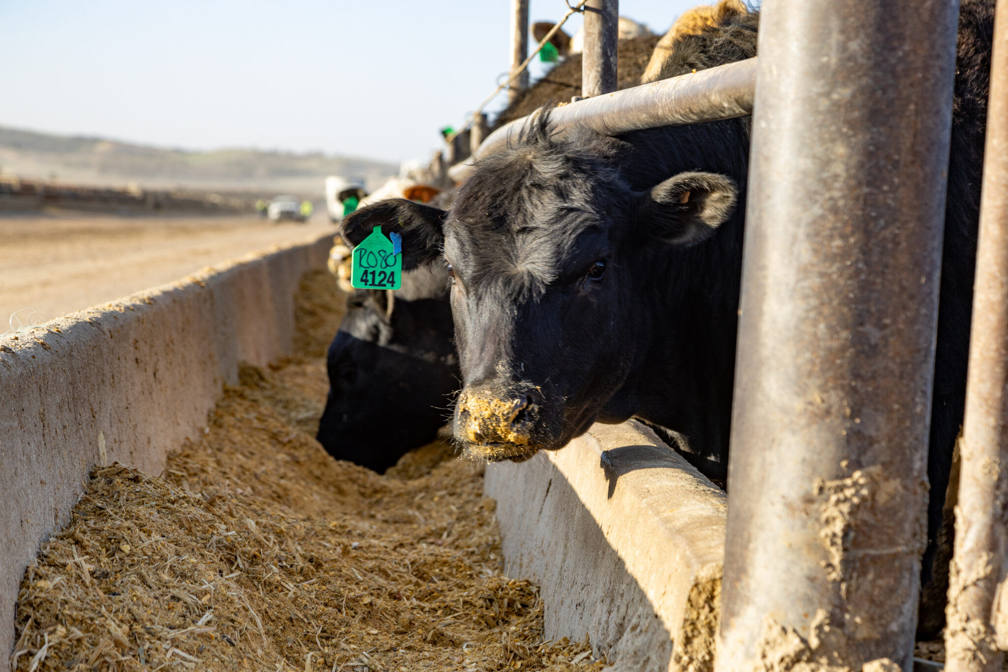 Adams Land & Cattle | Cattle Feeders Hall of Fame